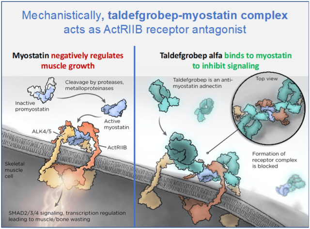 Myostatin Inhibition Platform | Biohaven